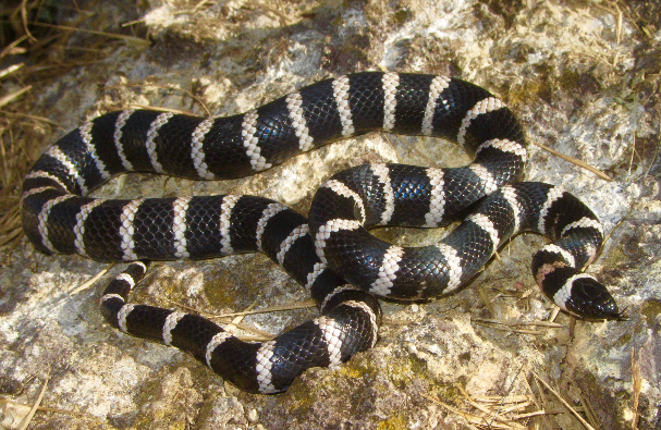 Amphibian & Reptile Conservation